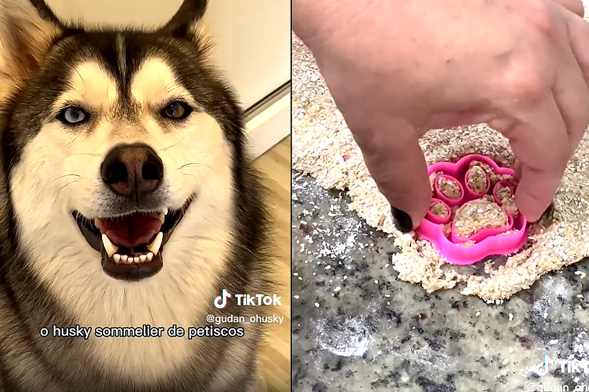 Husky mestre cuca 'comanda' cozinha na preparação de receita fácil de ...