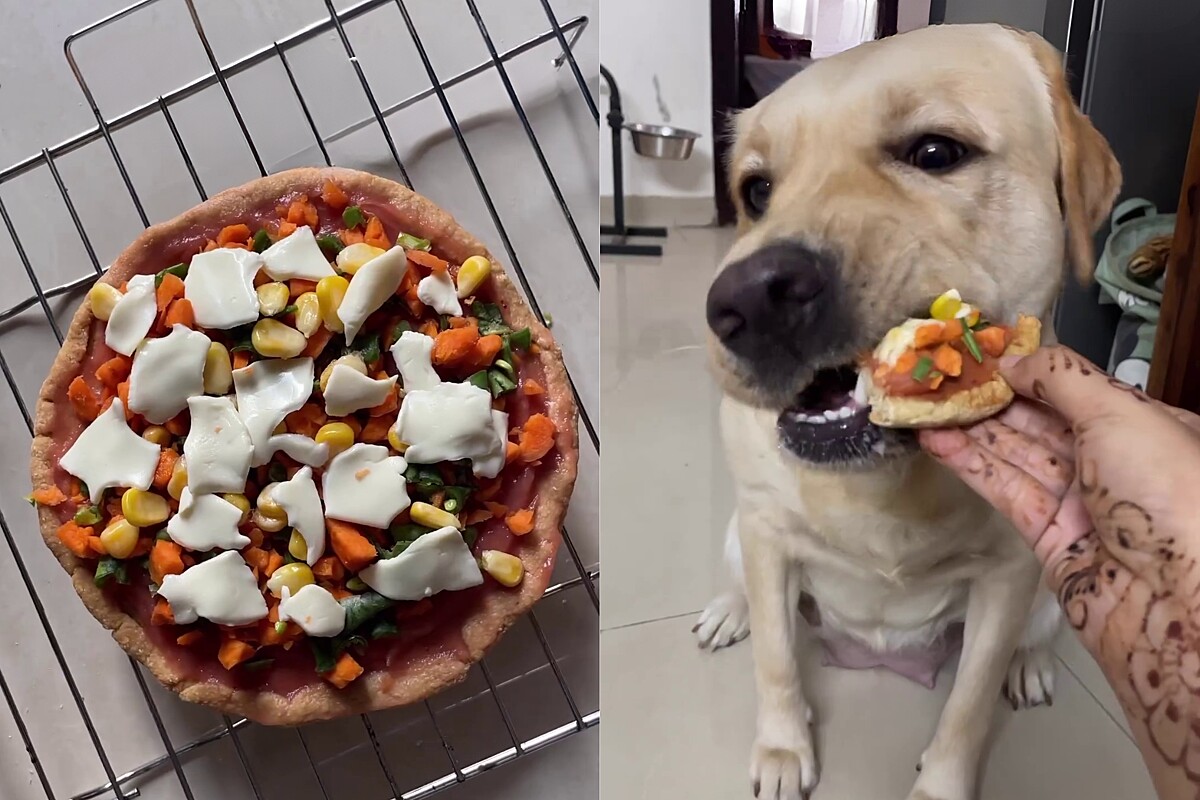 Pet pode comer pizza? Esta sim! Receita prática e fácil para o seu ...